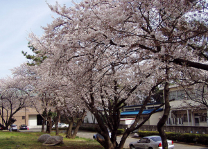 Chiba University Ranking, Address, Logos, & Facts